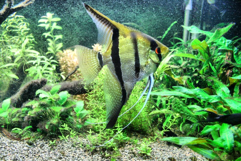 Zierfisch - Scalar stockfoto. Bild von amazonas, umgebung - 49140572