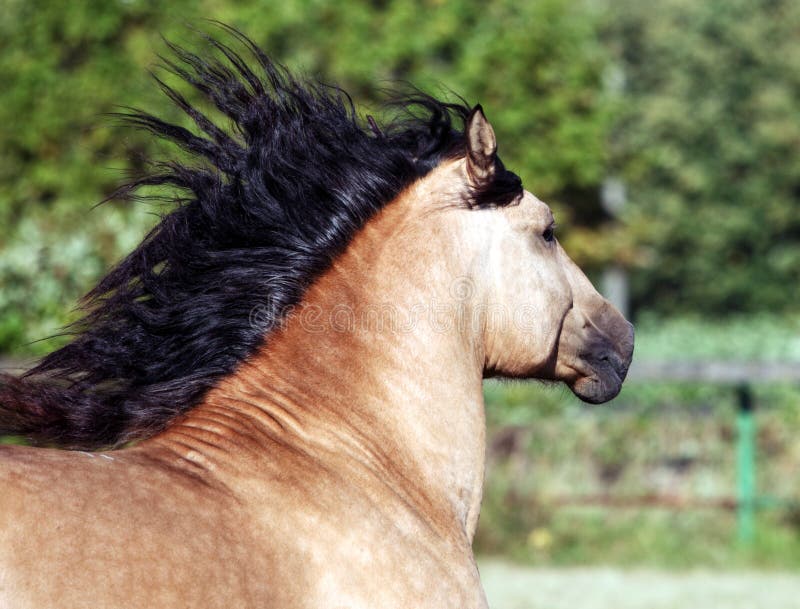 Zigeuner Vanner-Pferde stockbild. Bild von abhang, reiter - 30784239