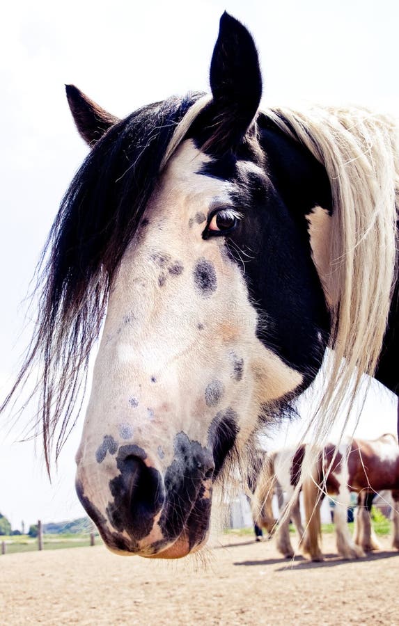 Zigeuner Vanner-Pferdehengst, Wenn Wald Galoppiert Geglättet Werden ...