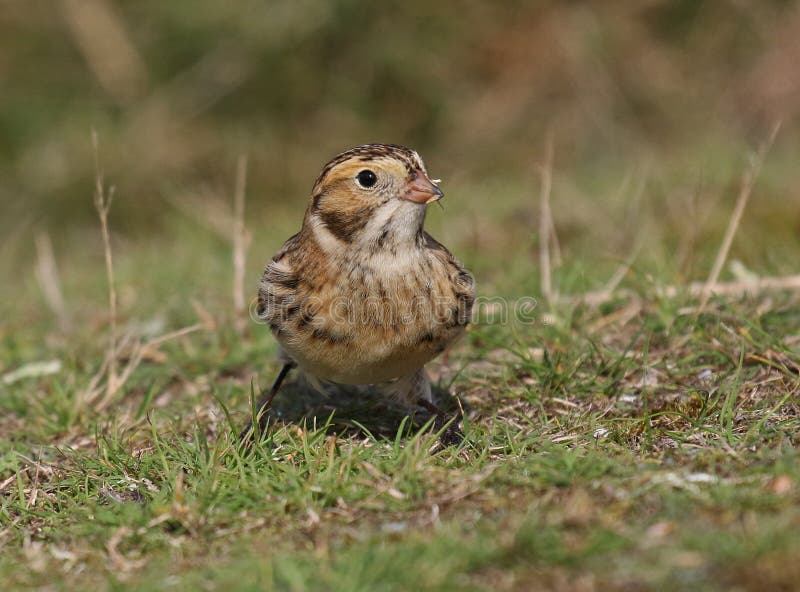 Zigolo Di Lapponia Che Si Siede Un Giorno Di Inverno Del Leymus Del ...