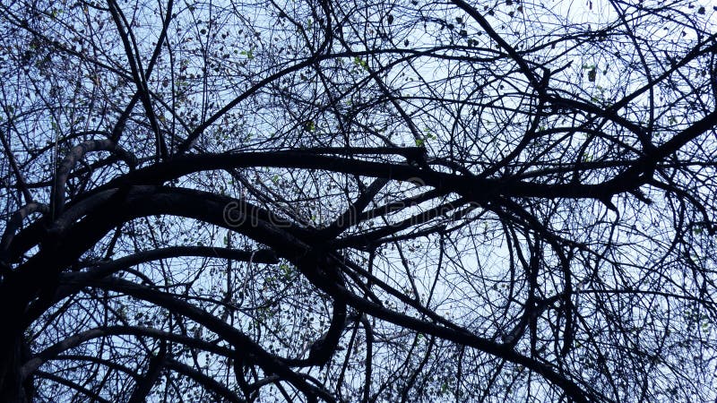 Zigzag Branches of Skeleton Tree Stock Image - Image of skeleton, wild ...