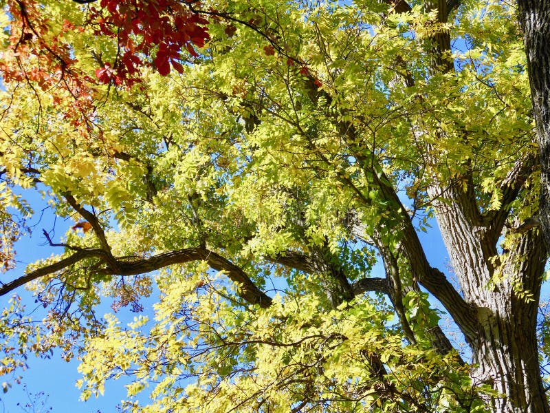 Changing Leaves, Michigan stock image. Image of fall - 16725817