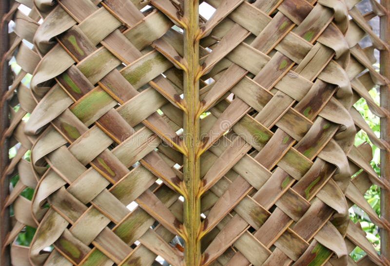 Zigzag Interlocking of Coconut Leaves Stock Image - Image of ...