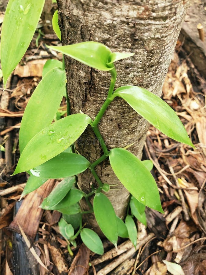 Zigzag Pattern when a Youngvanilla Tree Growing Up Stock Photo - Image ...