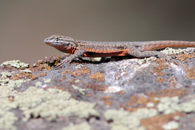 Woestijn Doornige Hagedis (Sceloporus Magister) Stock Foto - Image of ...