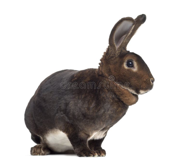 Zijaanzicht van Rex-konijn stock afbeelding. Image of gewervelde - 77482781