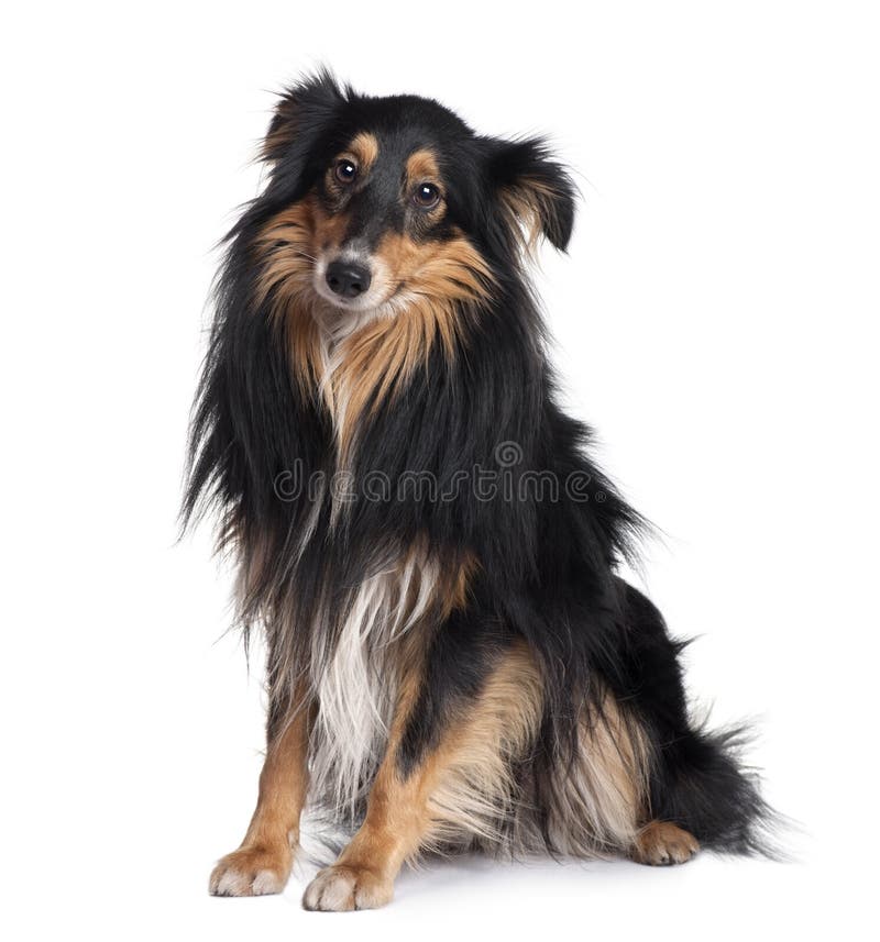 Zijaanzicht Van Sheltie Hond, Het Zitten Stock Foto - Image of huisdier ...