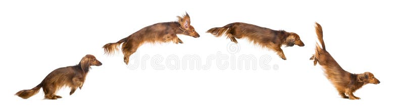 ZijaanzichtSamenstelling Van Een Tekkel Stock Foto - Image of dieren ...