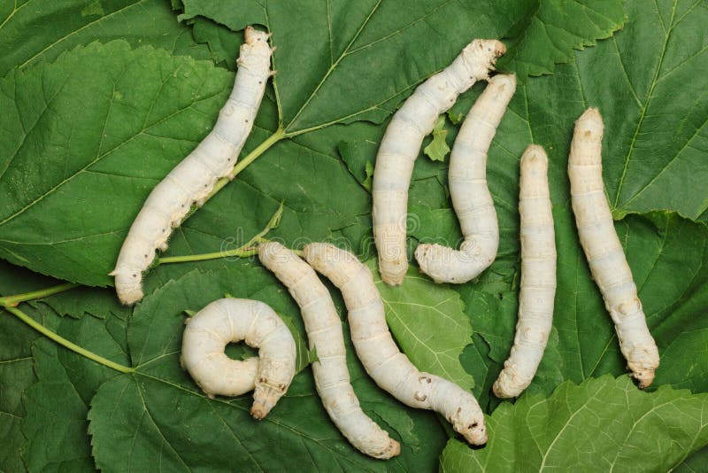 Zijdekokers, Zijdefabriek, Suzhou, China Stock Foto - Image of ...