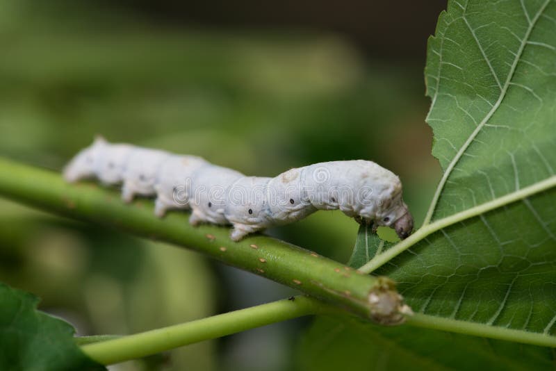 Zijderups stock foto. Image of zijderups, installatie - 20240164