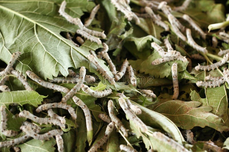 Sluit Omhoog Zijderupsen Die Moerbeiboom Groen Blad Eten Stock ...