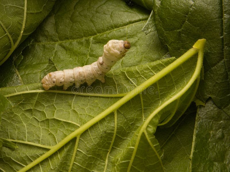 Zijderups stock foto. Image of zijderups, installatie - 20240164