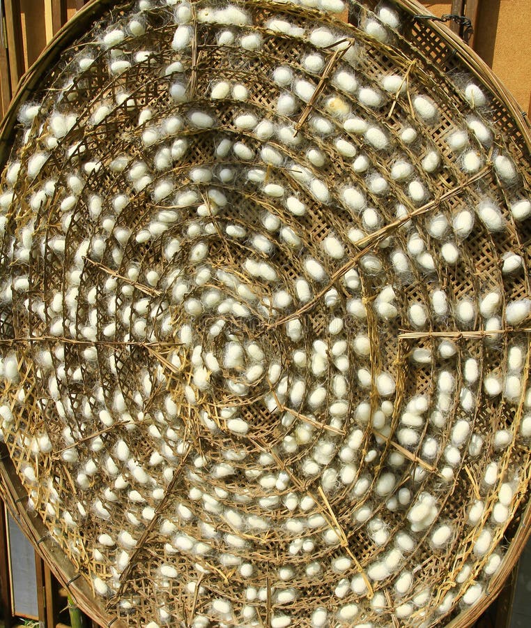 Zijdemot en cocons stock afbeelding. Image of dier, breekbaarheid ...