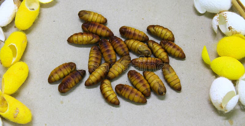 Zijderupsen en cocons stock foto. Image of maken, macro - 28473884