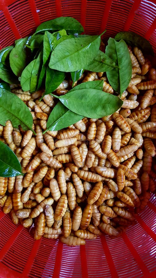 Zijderupsen En Rupsbanden Zijderupslarven Op Moerbeiboombladeren ...