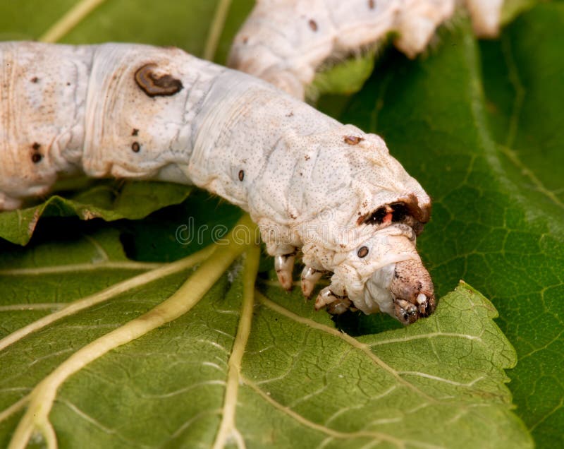 Zijderupsen Op Groene Moerbeiboombladeren Stock Foto - Image of ...