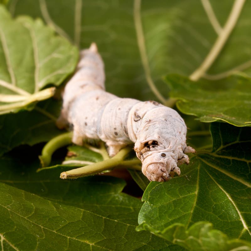 Zijderupsen Op Groene Moerbeiboombladeren Stock Foto - Image of ...