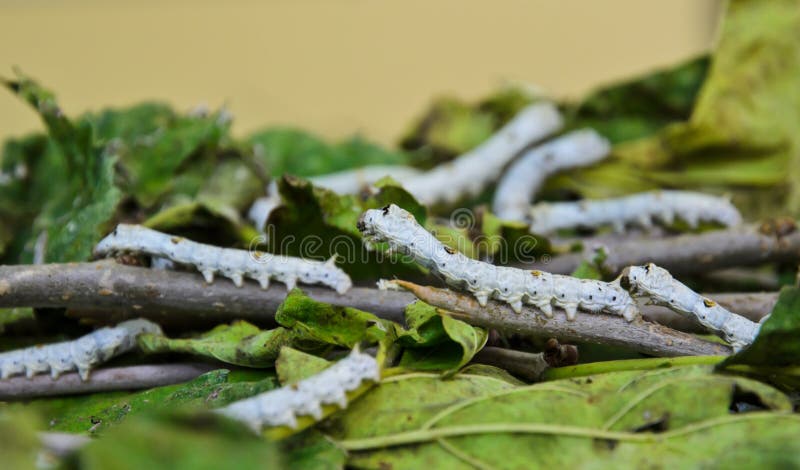 Zijderupsen Op Moerbeiboombladeren Stock Afbeelding - Image of blad ...