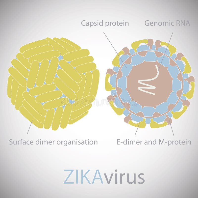 Structure of Zika virus stock vector. Illustration of morphology - 67141893
