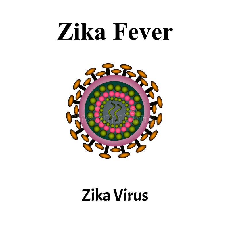 Zika Virus Transmission Cycle. Infographics Stock Vector - Illustration ... Zika Virus Transmission Cycle. Infographics Stock Vector - Illustration ...