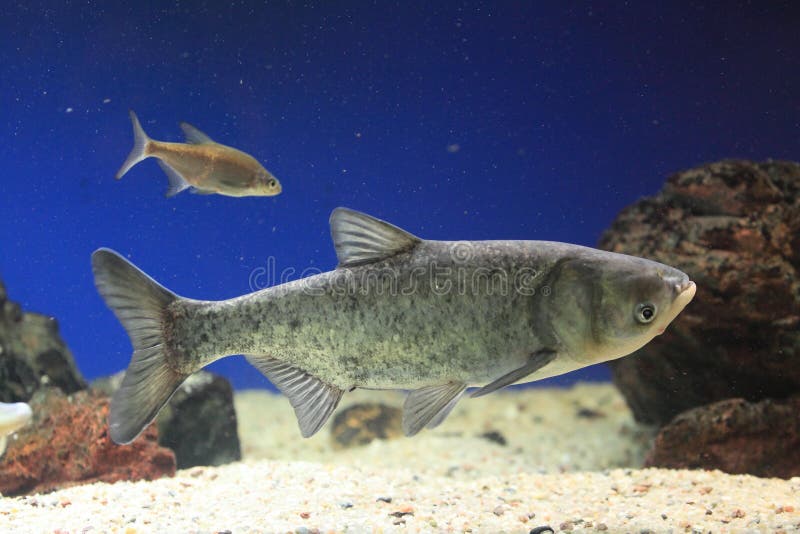 Zilveren karper stock foto. Image of opbrengst, kopvoorn - 29839094