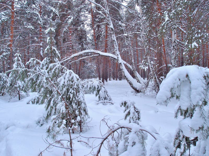 Zima Syberyjski las obraz stock. Obraz złożonej z syberia - 71181997