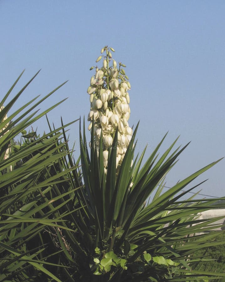 Dagger yucca in full bloom stock image. Image of plant - 189248597