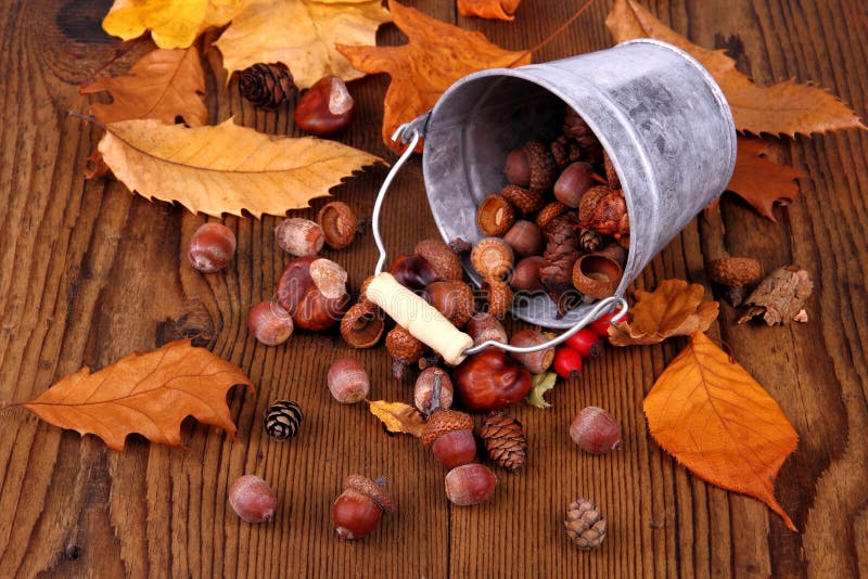 Zinc Bucket with Distributed Acorn, Chestnut and Rosehip Stock Image ...