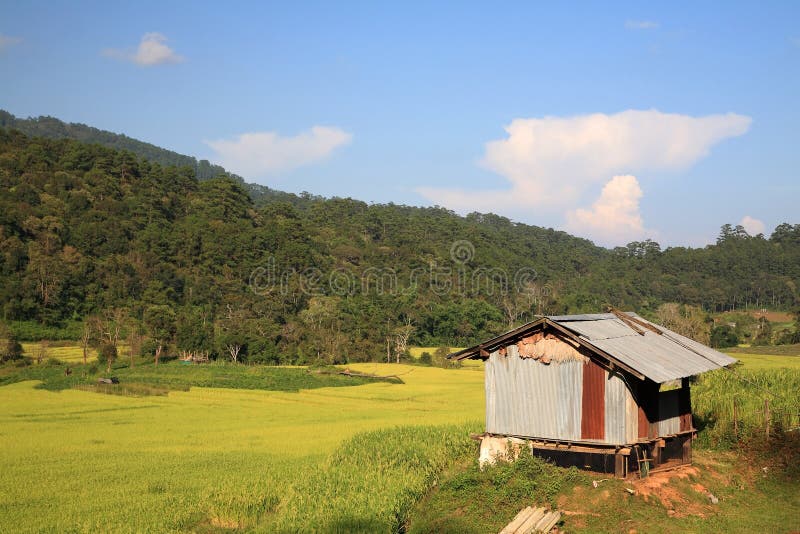 Zinc House Near Terraced Rice Field Stock Image - Image of antique ...