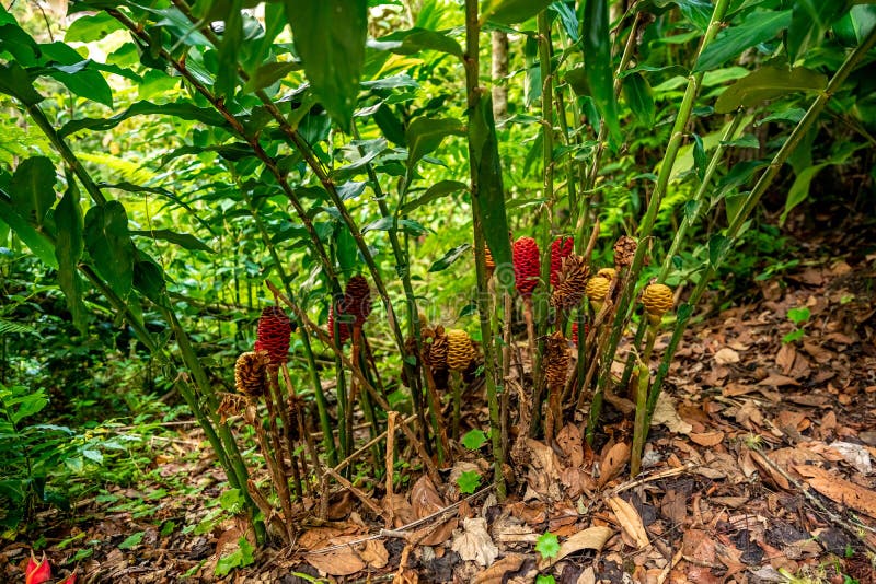 Zingiber Flower in Tropical Forest Stock Image - Image of ginger ...