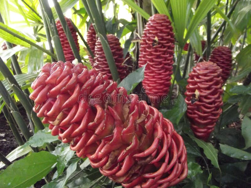 Zingiber stock photo. Image of tropical, plant, fruit - 90733250