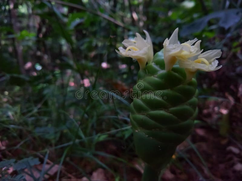 Zingiber Officinale (Zingiberaceae) Ginger Flower Stock Image - Image ...