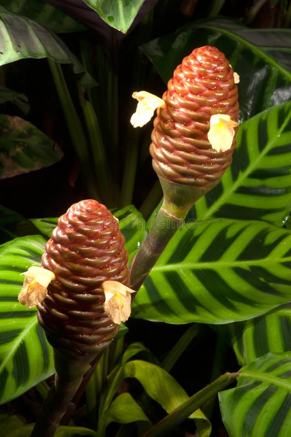 Zingiber Ottensii Known As Zingiberaceae Tropical Flower. Stock Image ...