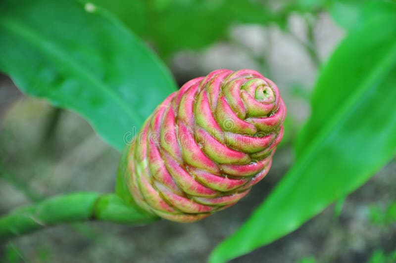 Zingiber plant stock photo. Image of beautiful, garden - 15006358