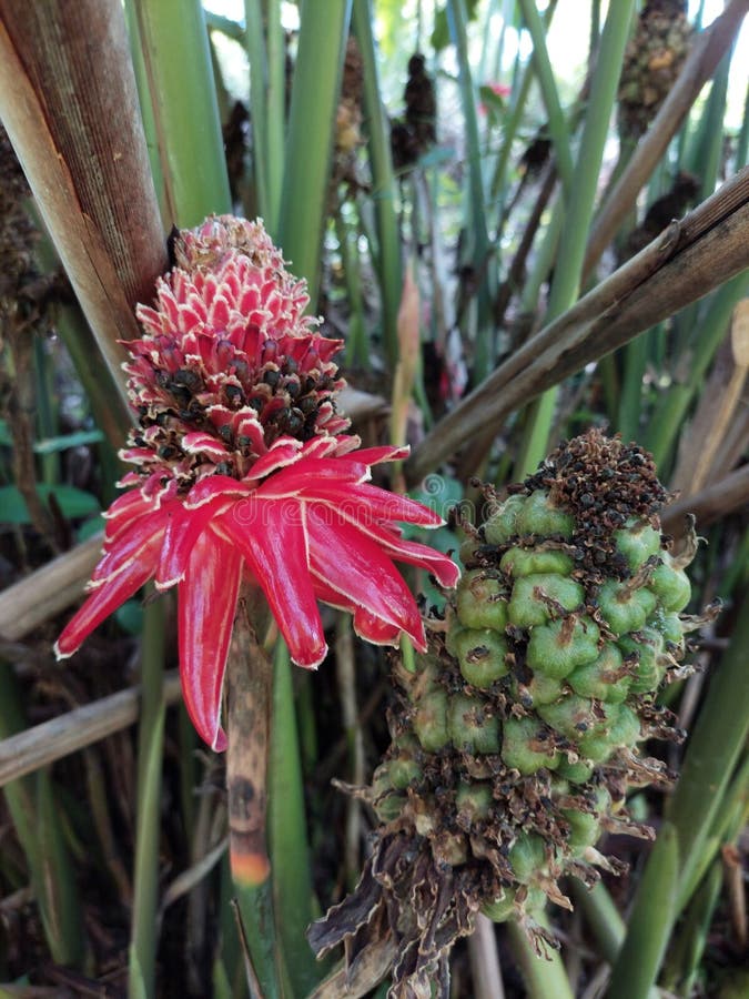 Zingiber plant stock photo. Image of batak, plant, unique - 278004500
