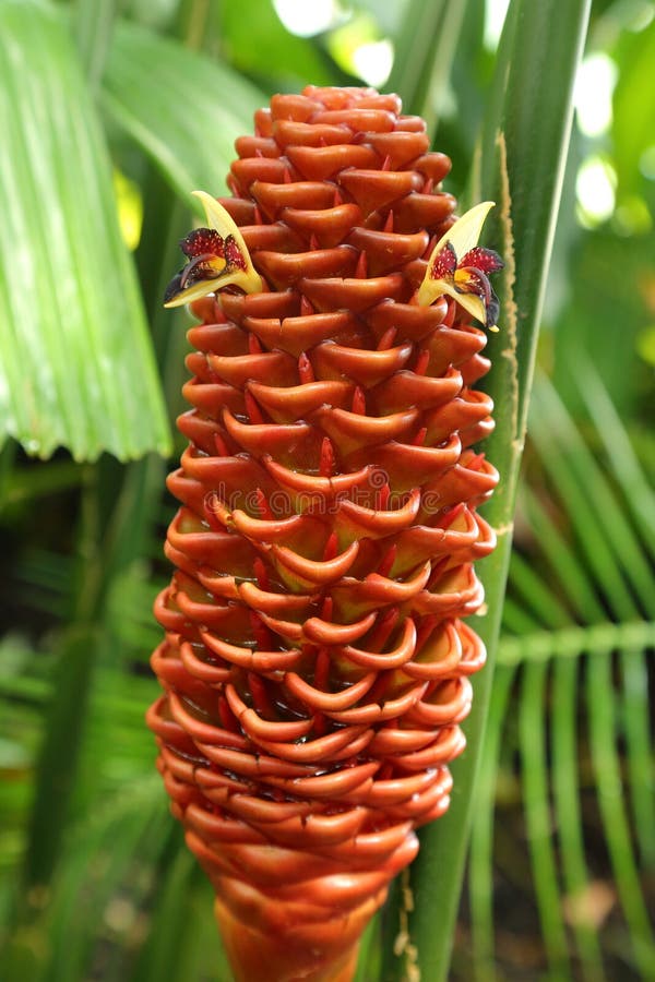 Zingiber spectabile stock photo. Image of beautiful - 217884810