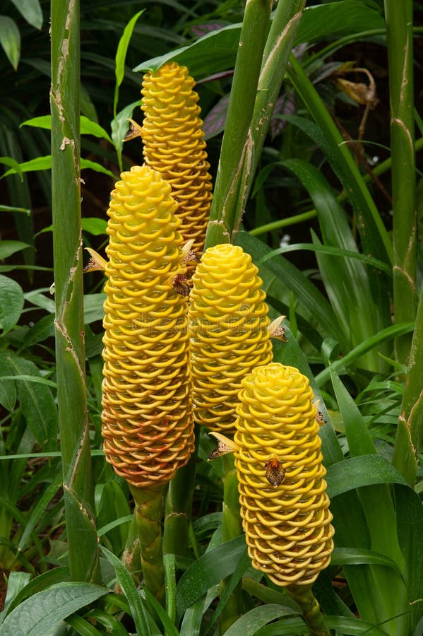 Zingiber Spectabile Griff Known As Zingiberaceae Tropical Flower. Stock ...
