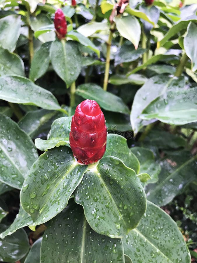 Bitter Ginger Zingiber Zerumbet, Shampoo Ginger, Pinecone Ginger ...