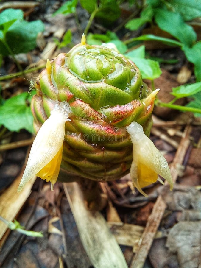 Zingiber Zerumbet is a Type of Spice that Has Medicinal Properties ...