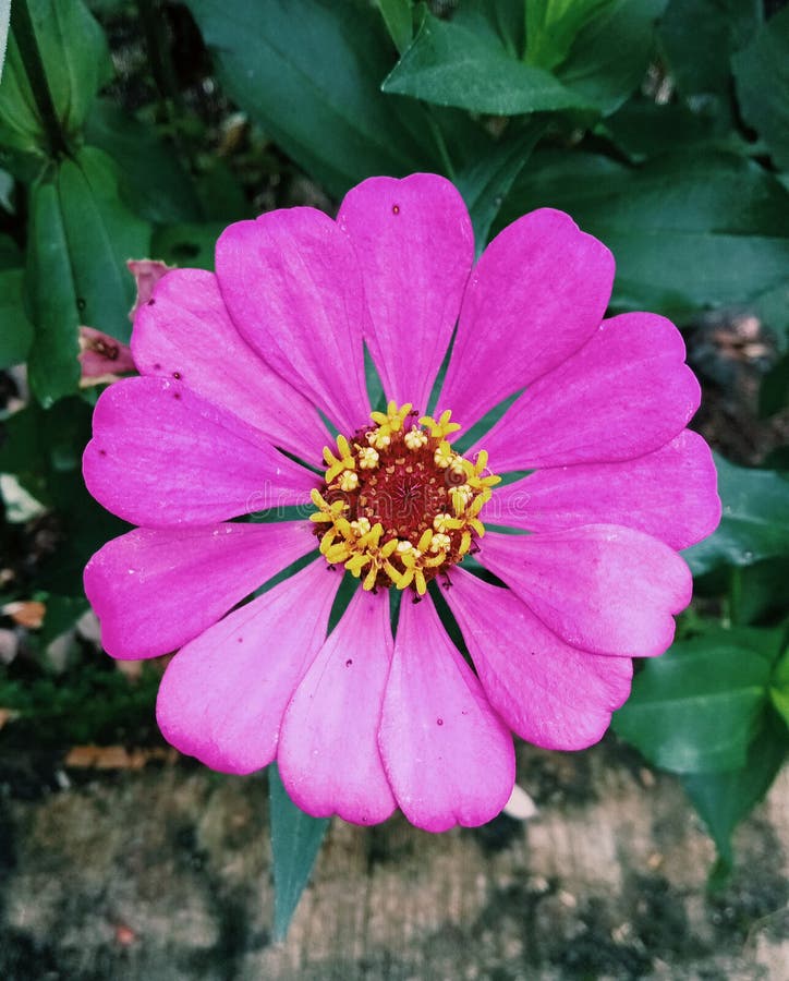 This Flower is Called Zinia Flower Stock Photo - Image of originates ...