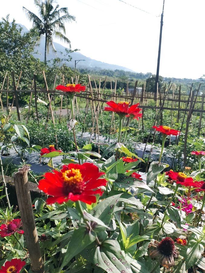 Zinia flower red stock photo. Image of zinia, lawn, field - 352556870