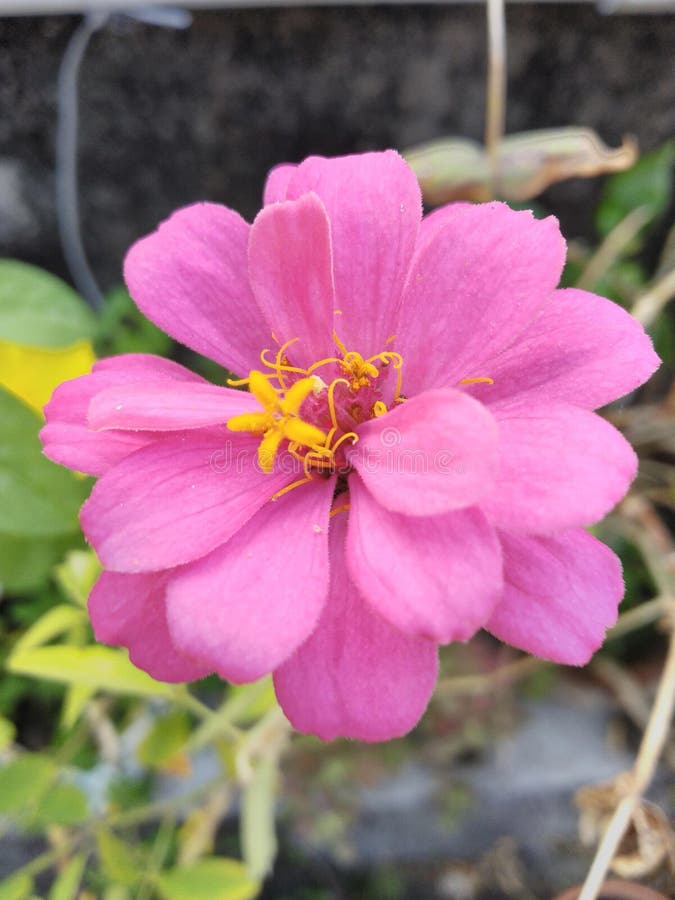 Ziniya plant stock image. Image of flower, amazing, home - 166722655