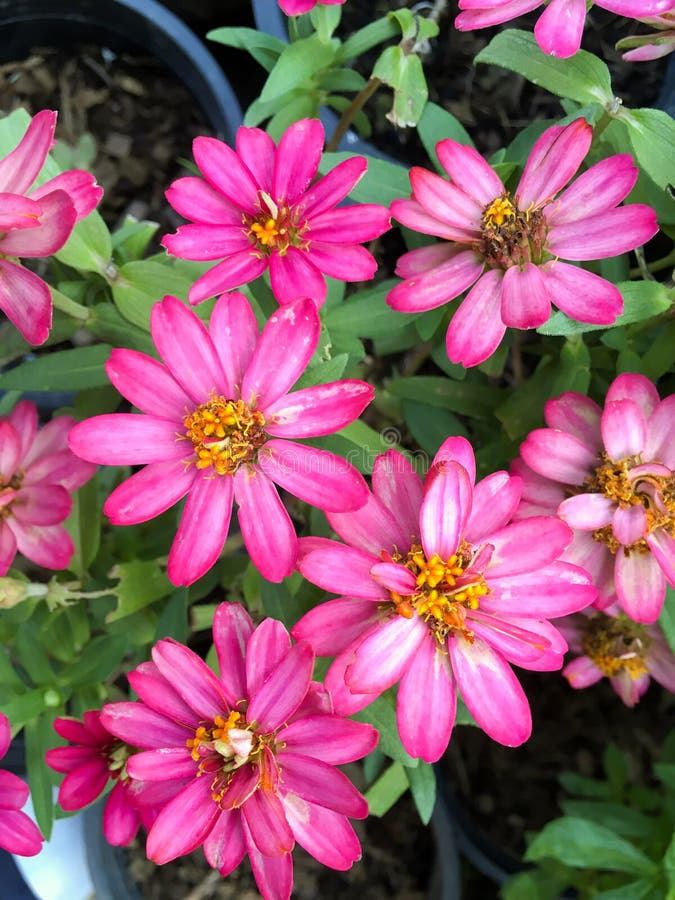 Zinnia angustifolia flower stock image. Image of floral - 80945679