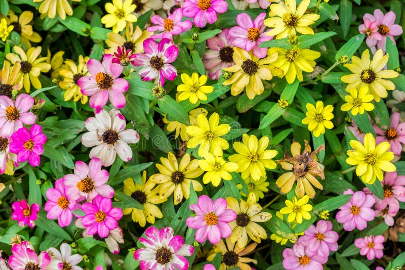 Zinnia L Bloom in the Garden Background Stock Image - Image of florida ...