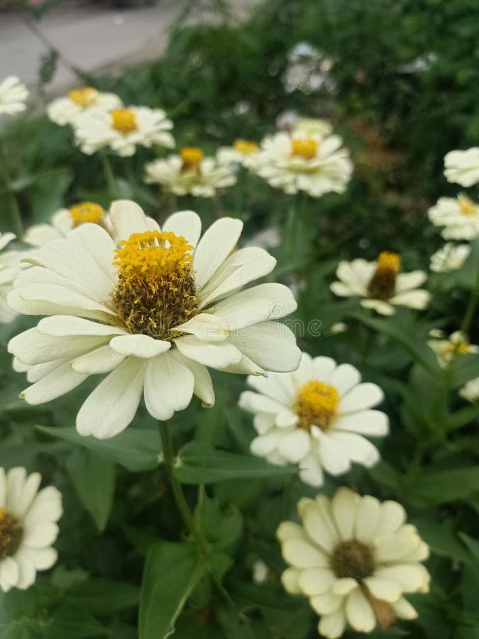Zinnia& X22;bunga Kertas& X22; Flowers Blooming in the Garden Stock ...