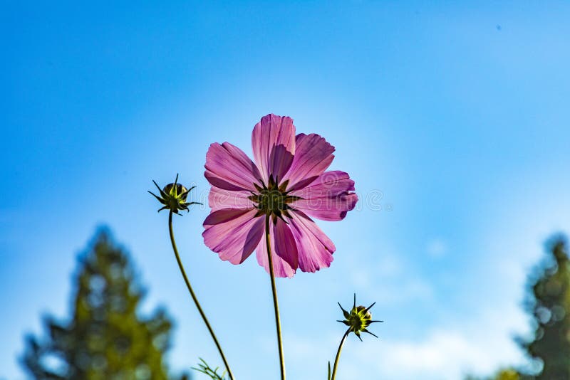 Zinnia Elegans With Blue Sky Stock Image Image Of Indian Summer 132561987
