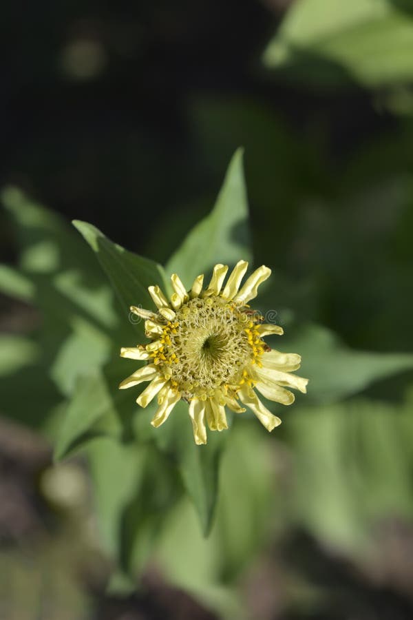 Zinnia Envy stock image. Image of yellow, nature, plant - 262351643