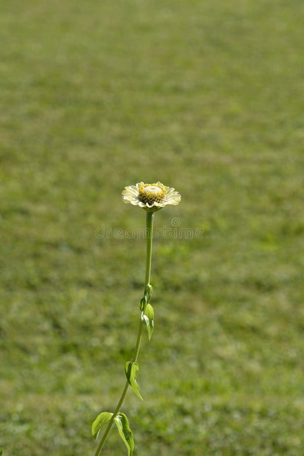 Zinnia Envy stock photo. Image of flower, summer, elegant - 208904688