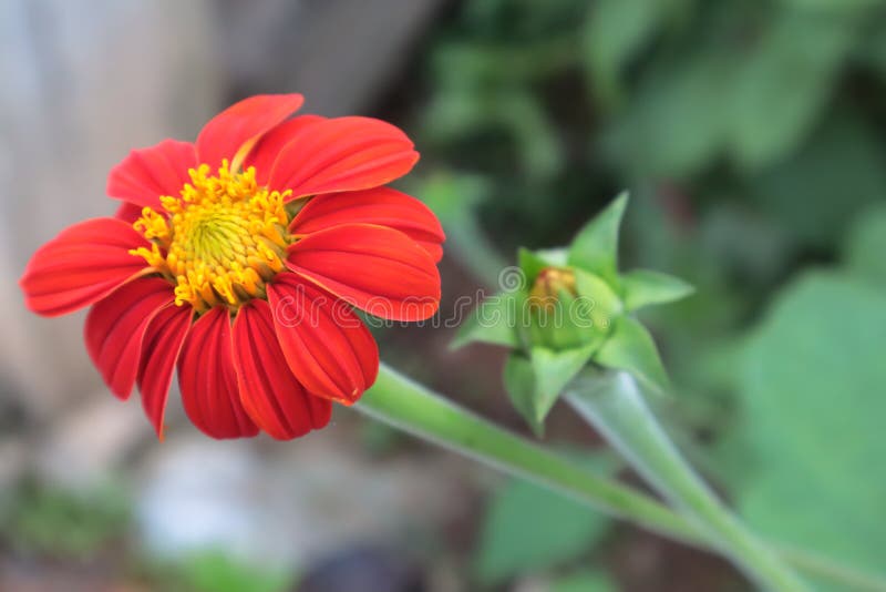 Zinnia-flower, Beautiful Fresh Zinnia Flowers on the Stem Stock Photo ...