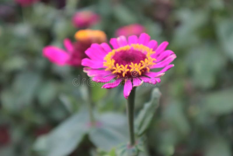 Zinnia-flower, Beautiful Fresh Zinnia Flowers on the Stem Stock Photo ...